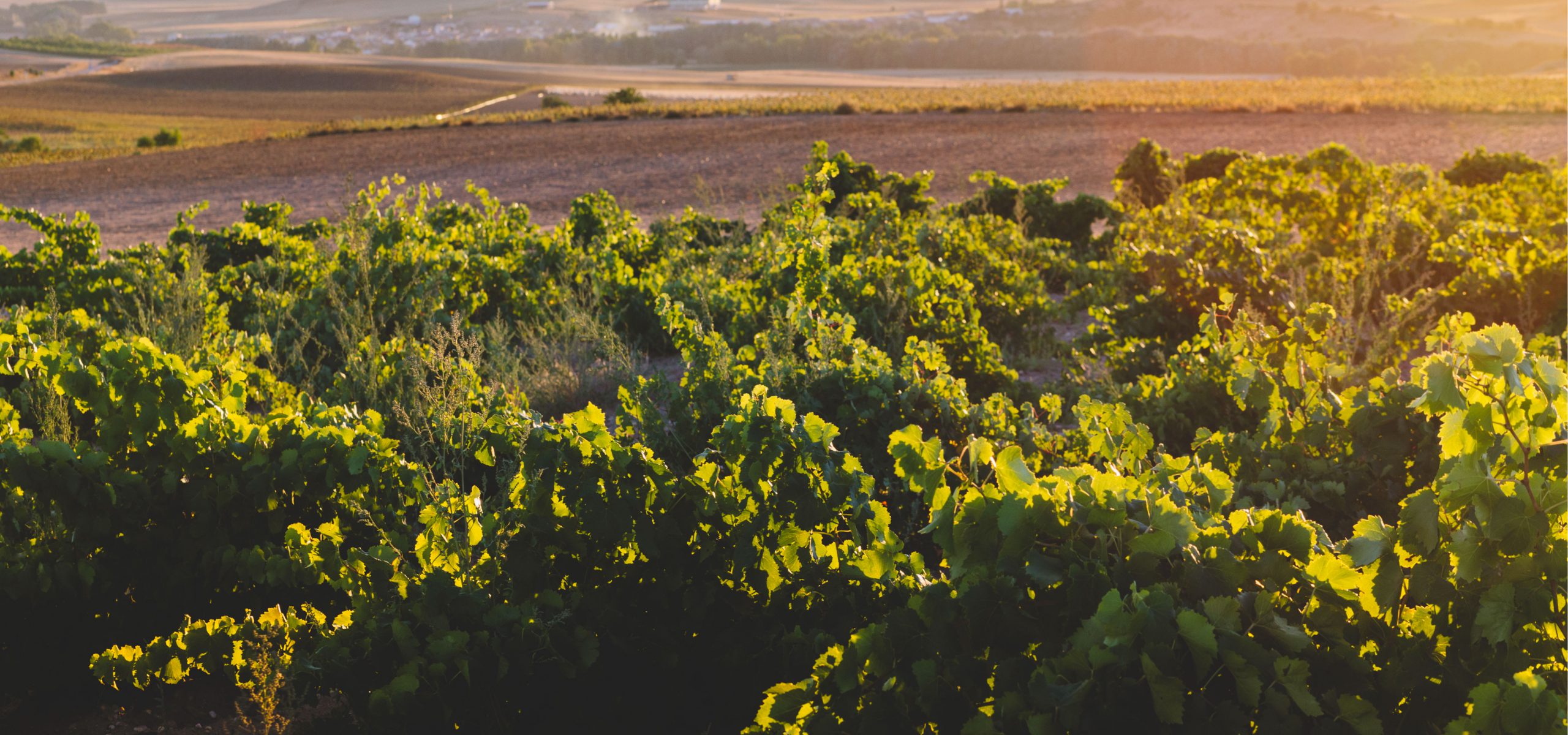 Bodegas Frontaura & Victoria (D.O. Toro) | Bodegas Nexus y Frontaura