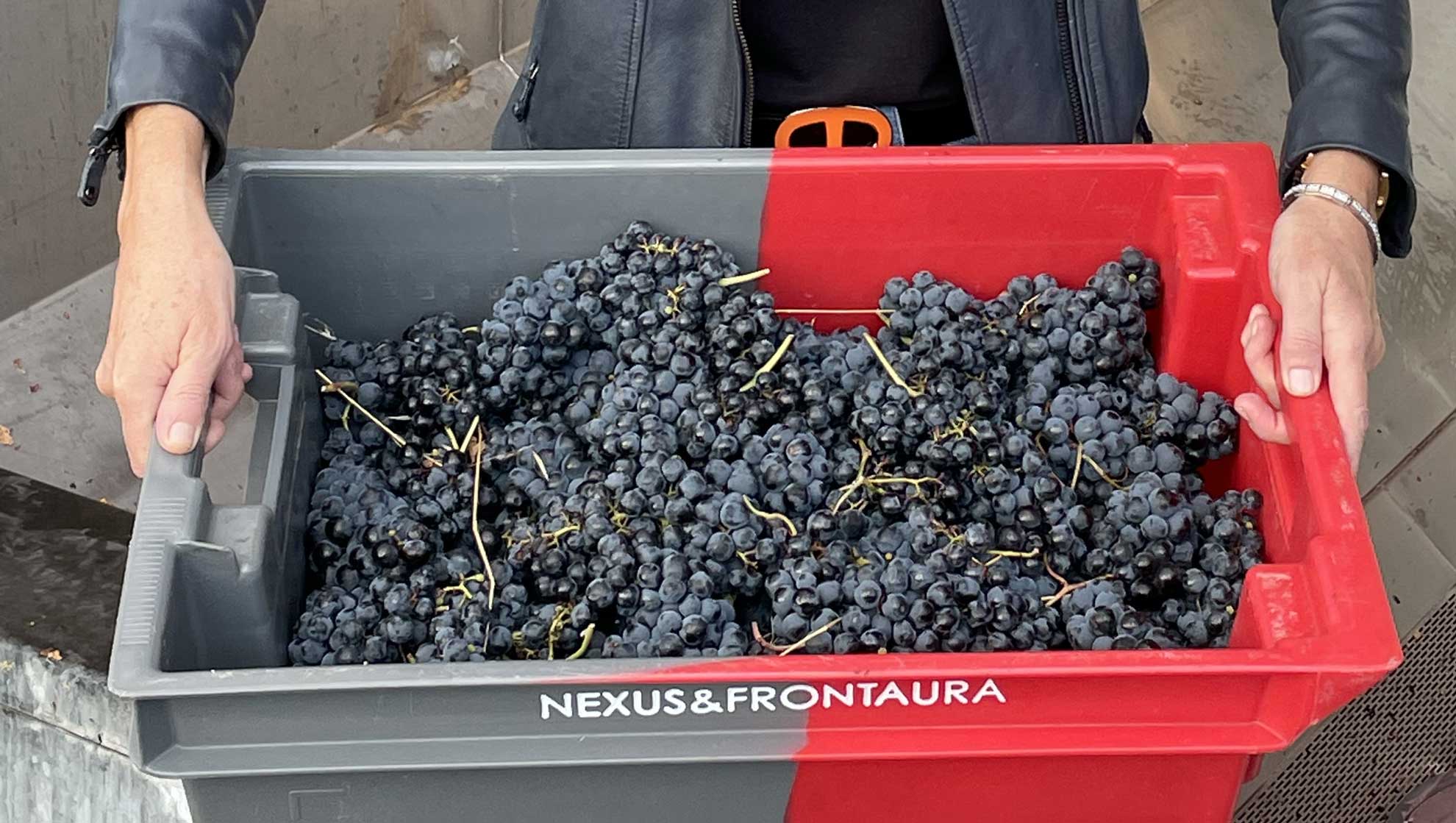 Shop | Bodegas Nexus y Frontaura